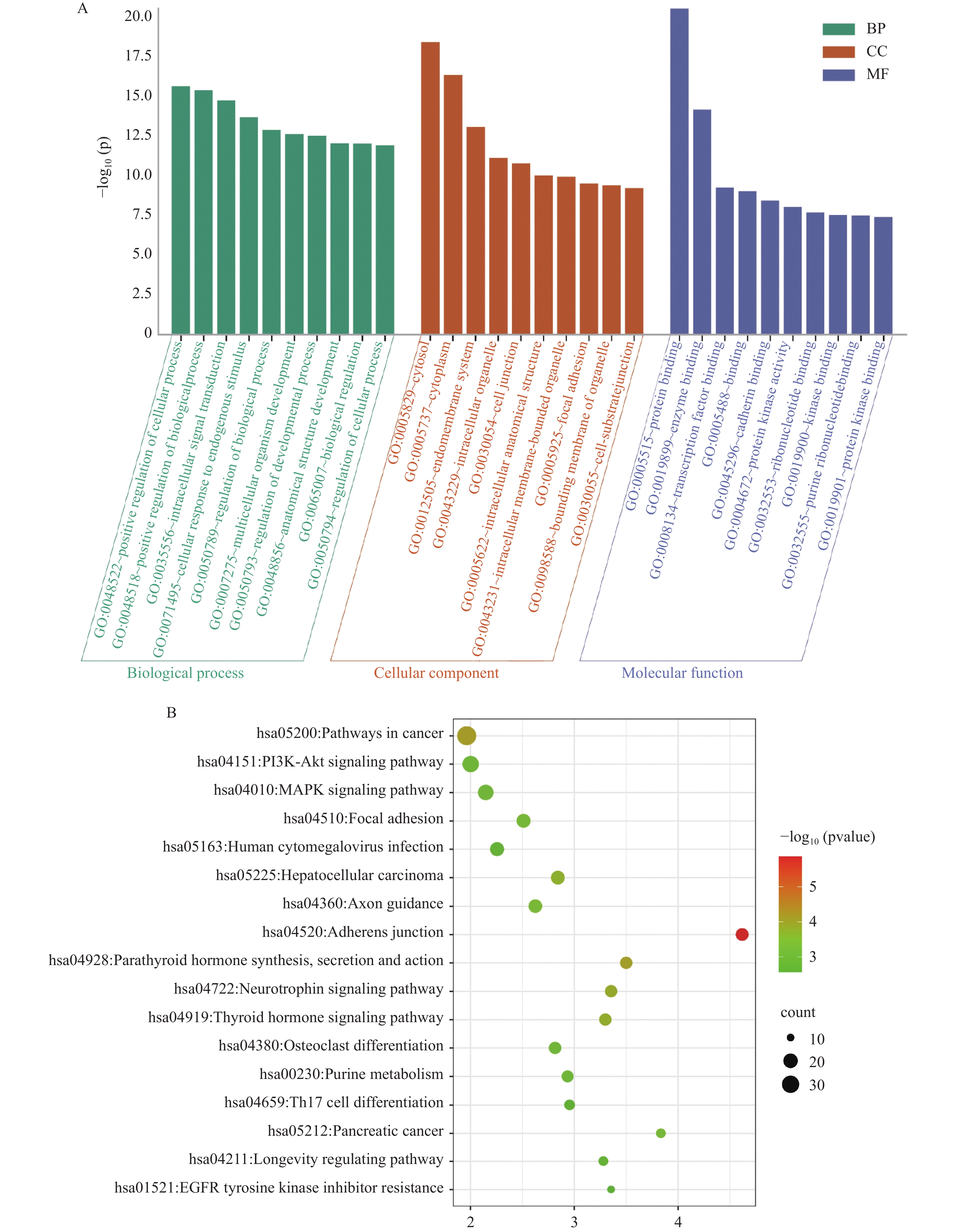 基于逆向网络药理学和分子对接预测治疗骨衰老的中草药活性成分